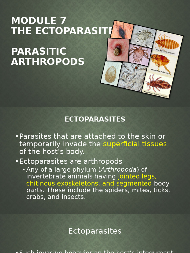 Ectoparasites | PDF | Mosquito | Fly