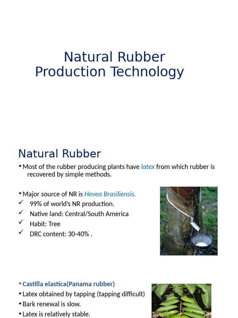Natural Rubber Production and Management | PDF | Grafting | Natural Rubber