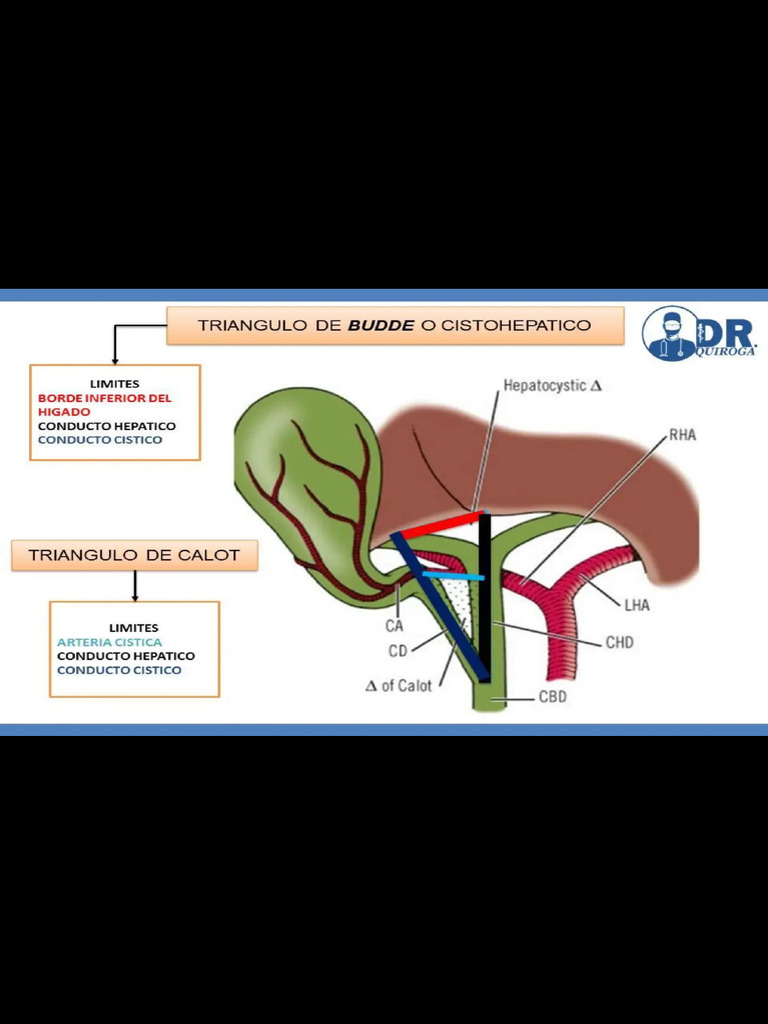 Anatomia Do Fígado e Vesícula Biliar | PDF