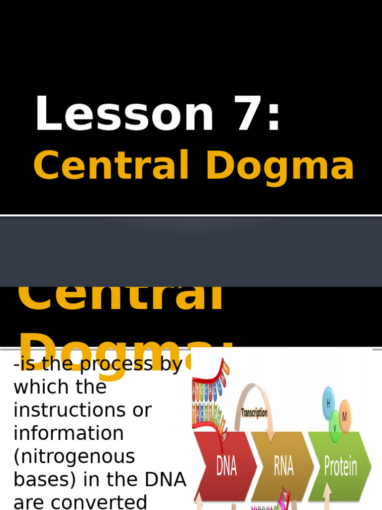 Lesson 7 Central Dogma | PDF | Dna Replication | Translation (Biology)