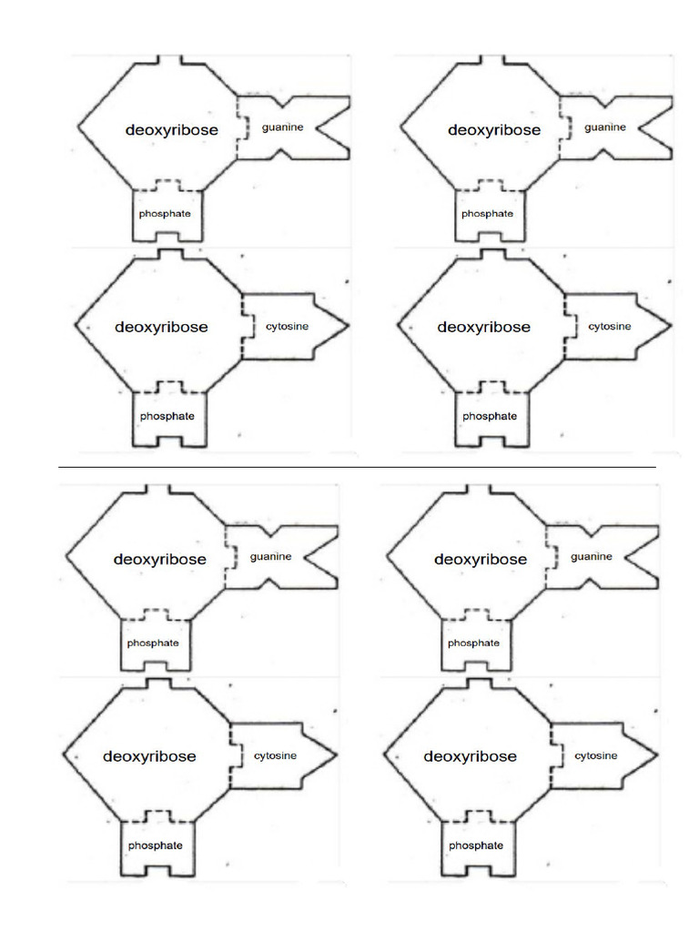 DNA and RNA Templates | PDF