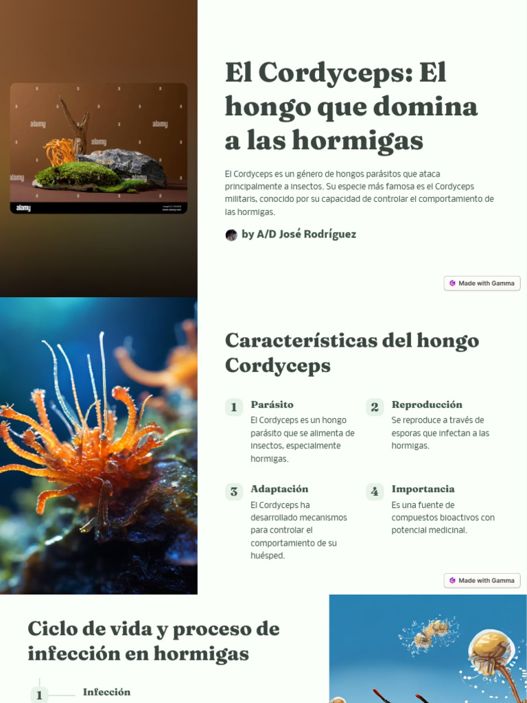 El Cordyceps El Hongo Que Domina A Las Hormigas | PDF | Hormiga | Hongo