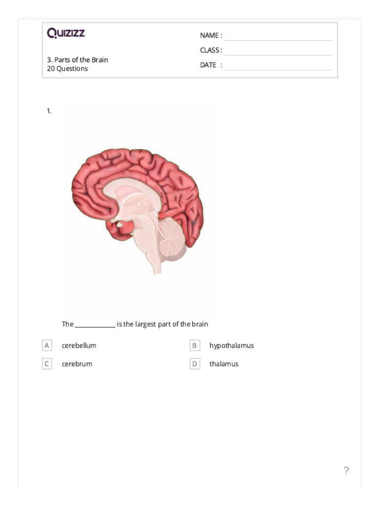 Brain Parts Quiz and Answers | PDF | Brainstem | Brain