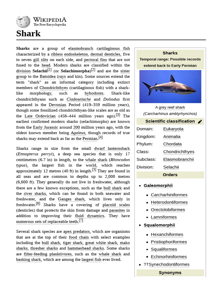Shark | PDF | Sharks | Elasmobranchii