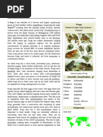 Classification of Frogs | PDF | Frog | Amphibian