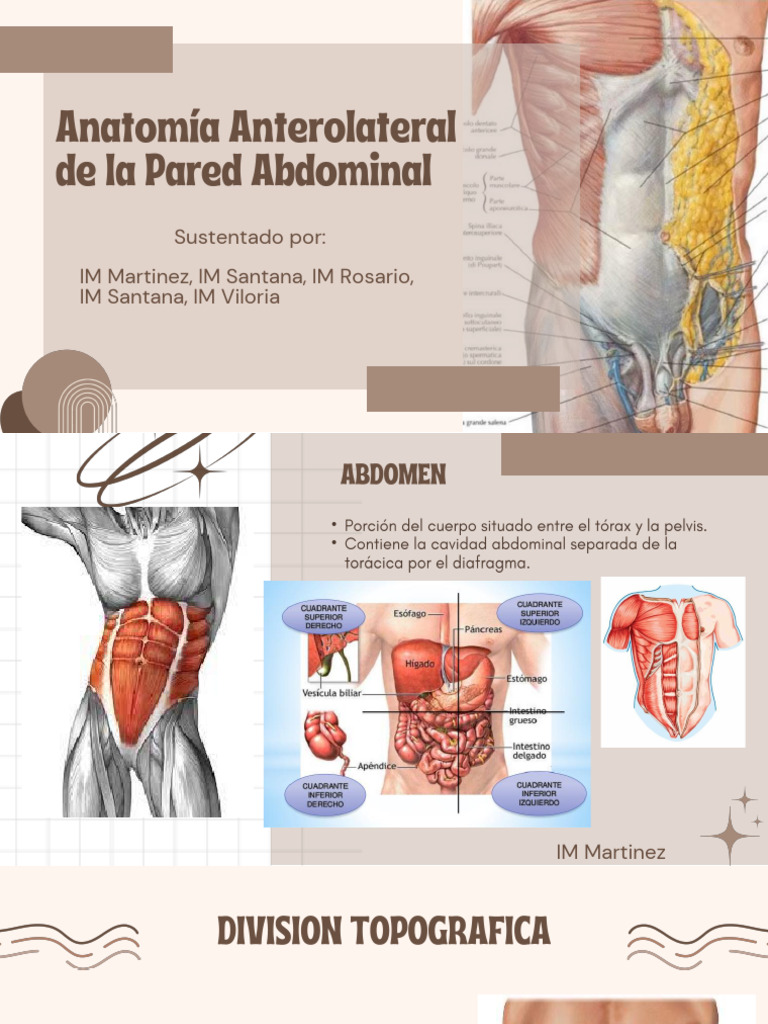 Anatomia de La Pared Abdominal | PDF | Abdomen | Morfología (biología)