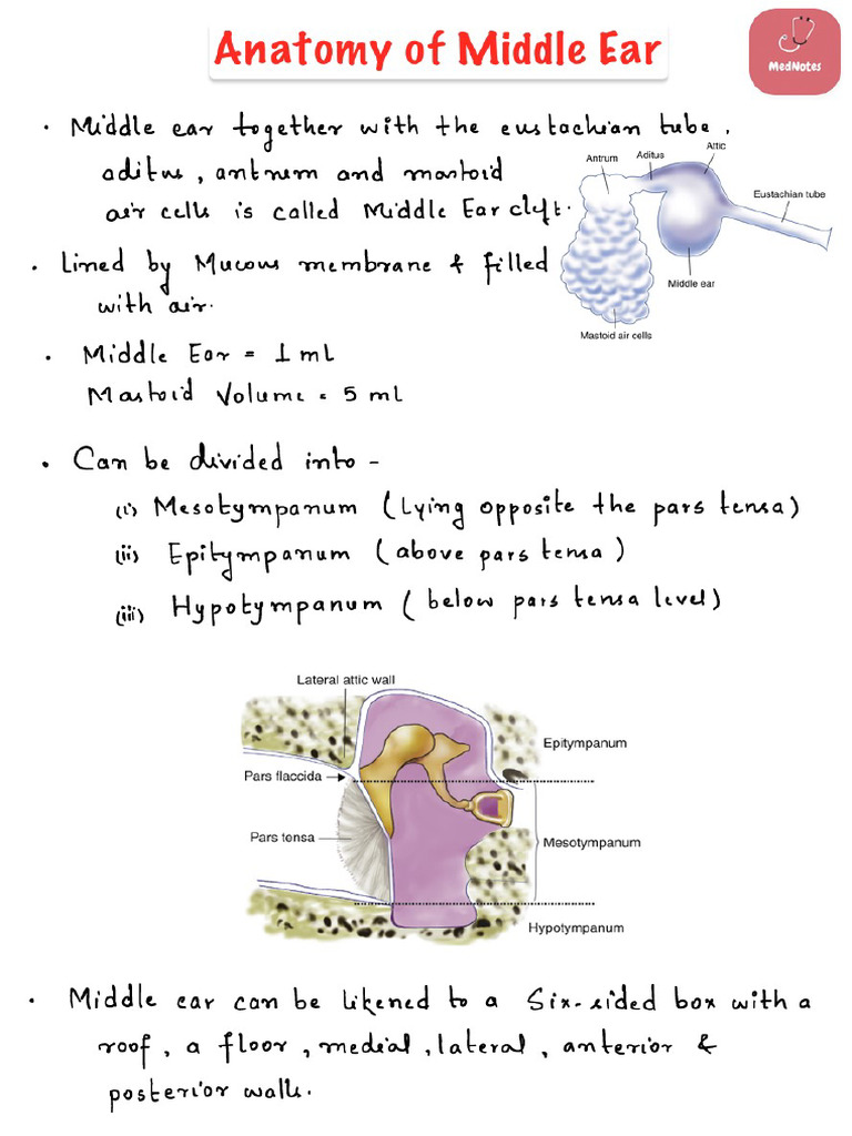 Anatomy of Middle Ear | PDF