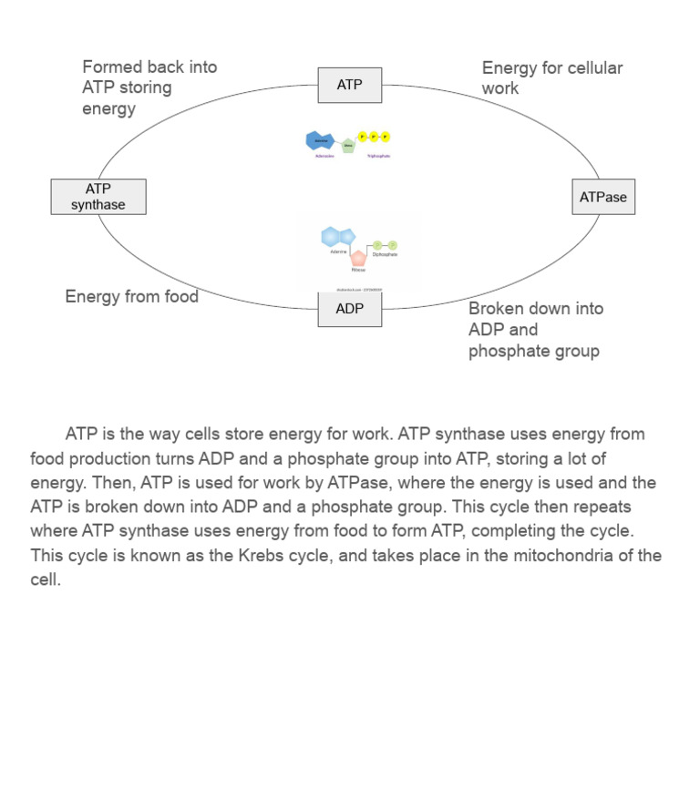 ATP Cycle: Energy Storage & Use | PDF