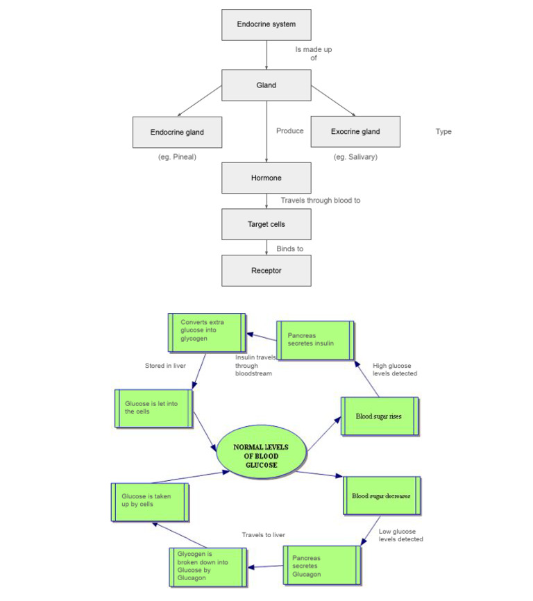 Hormone Concept Map-1 | PDF