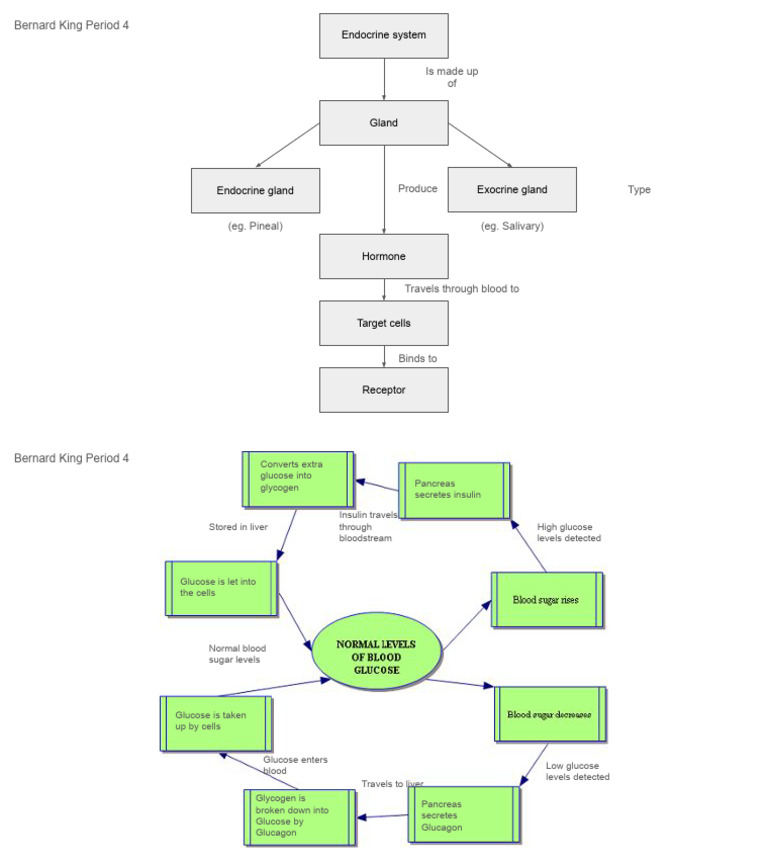 Hormone concept map - Bernard King Period 4 | PDF | Pancreas ...