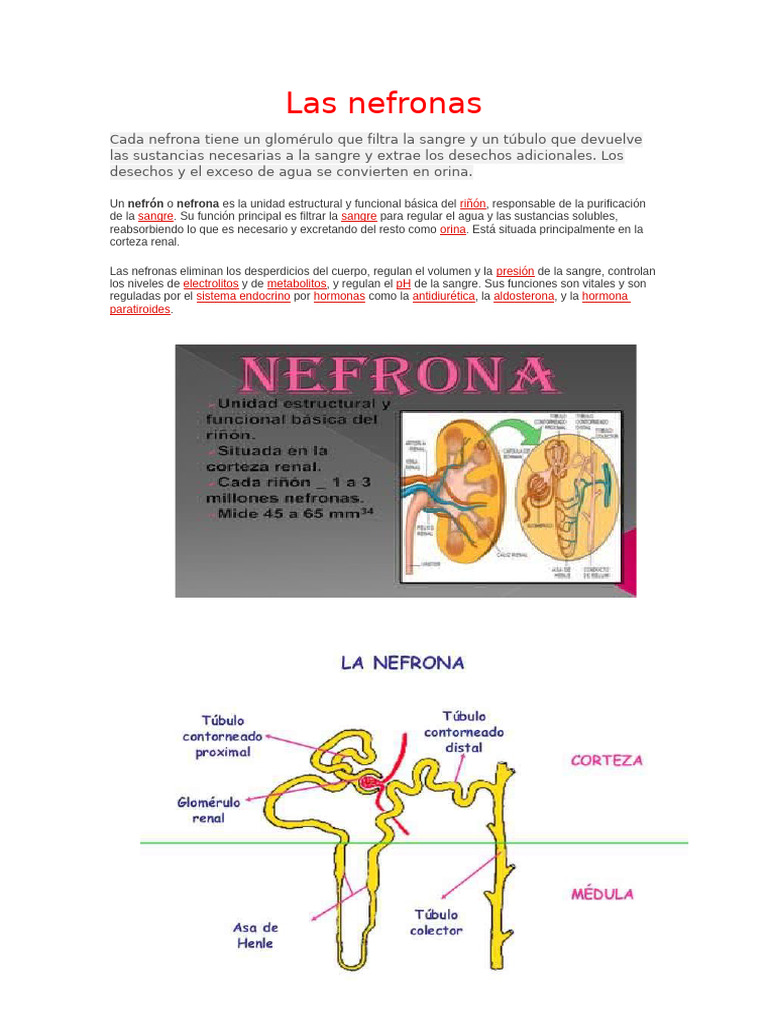 Estructura y funciones de las nefronas | PDF
