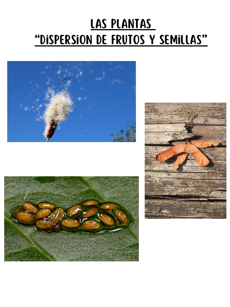 Dispersión de Semillas y Frutos en Plantas | PDF | Plantas ...