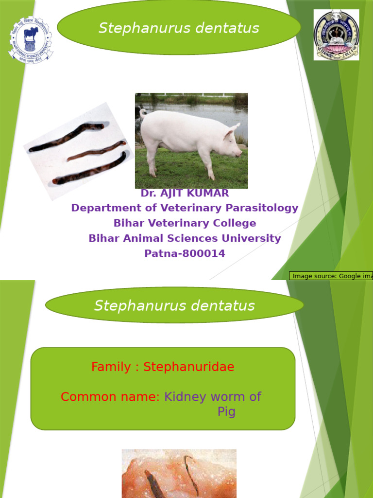 Kidney Worms in Pigs: Stephanurus dentatus | PDF | Kidney | Diseases ...