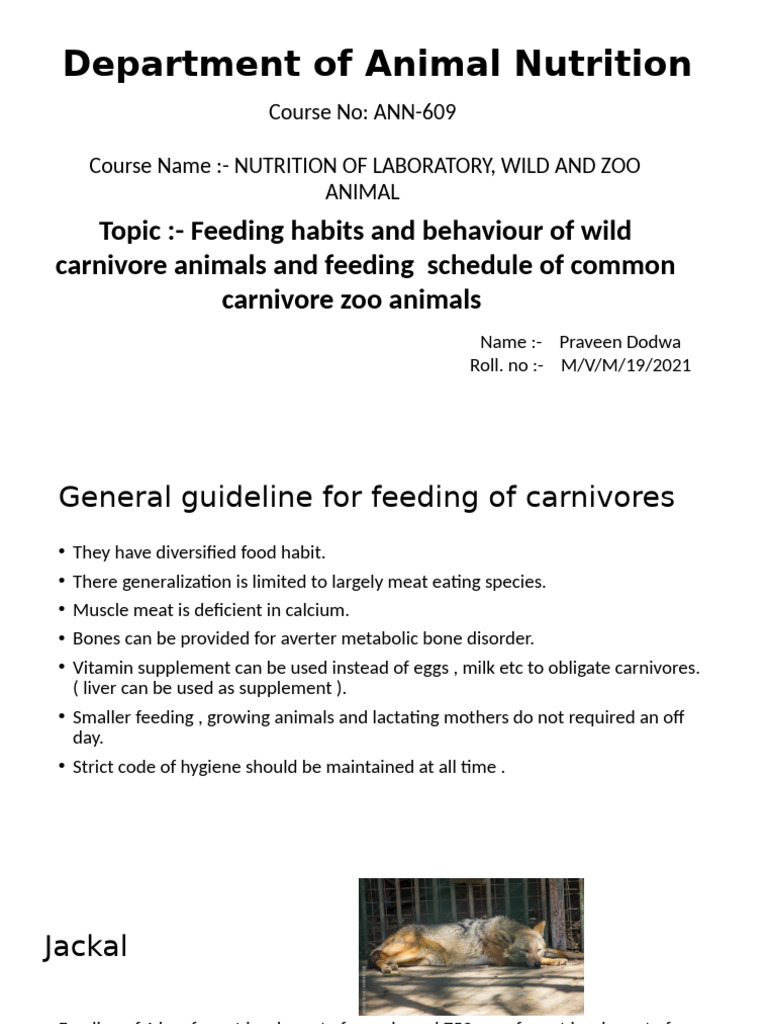 Feeding Behavior of Carnivores - 041427 | PDF | Lion | Bears