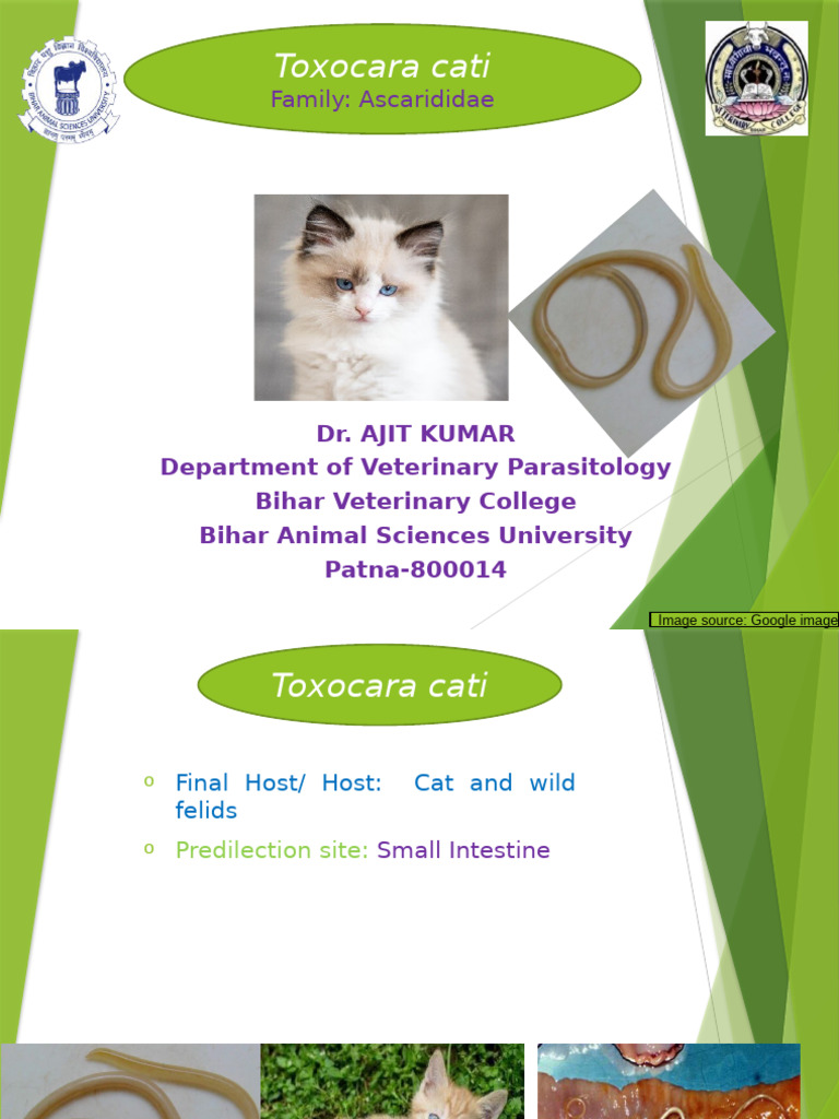 Toxocara Cati | PDF | Parasitology | Veterinary Medicine