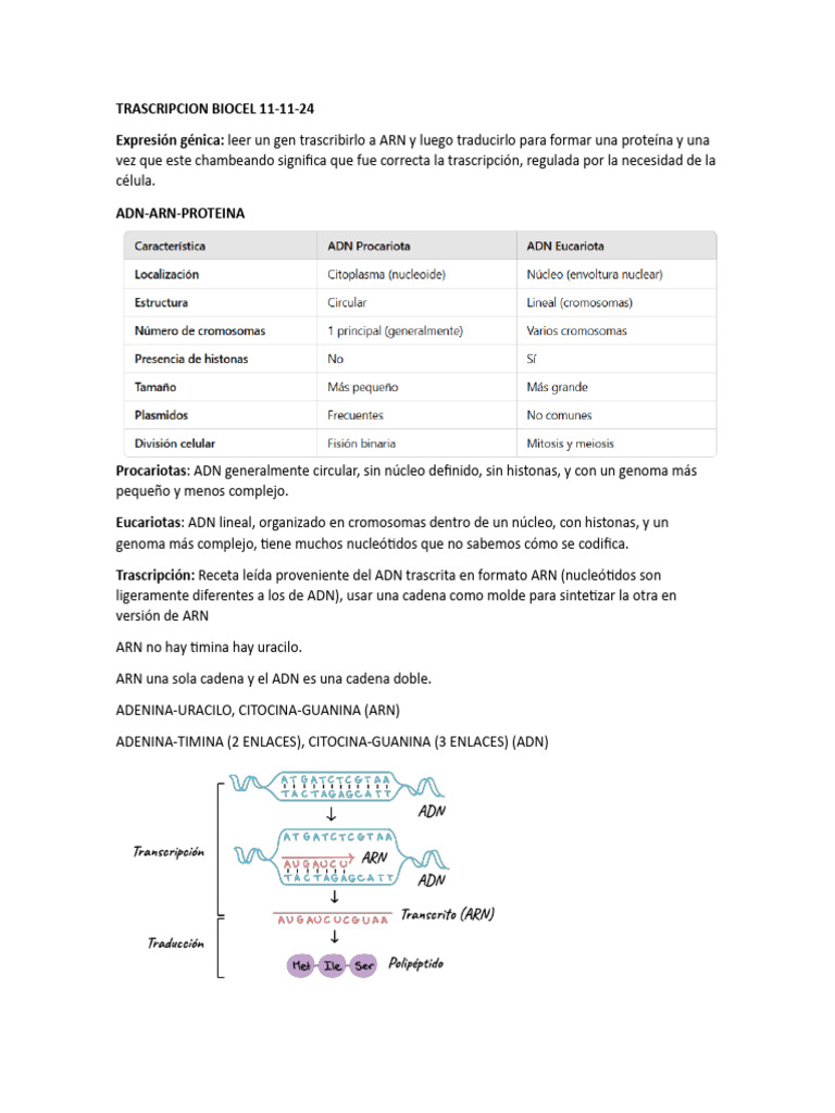 TRASCRIPCION BIOCEL 11 | PDF | Rna | Adn