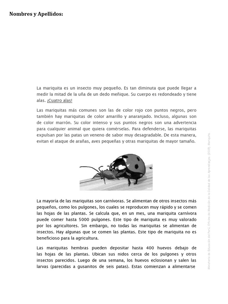 Lectura 5to Grado de Prim 2024 | PDF | Coccinellidae | Dom