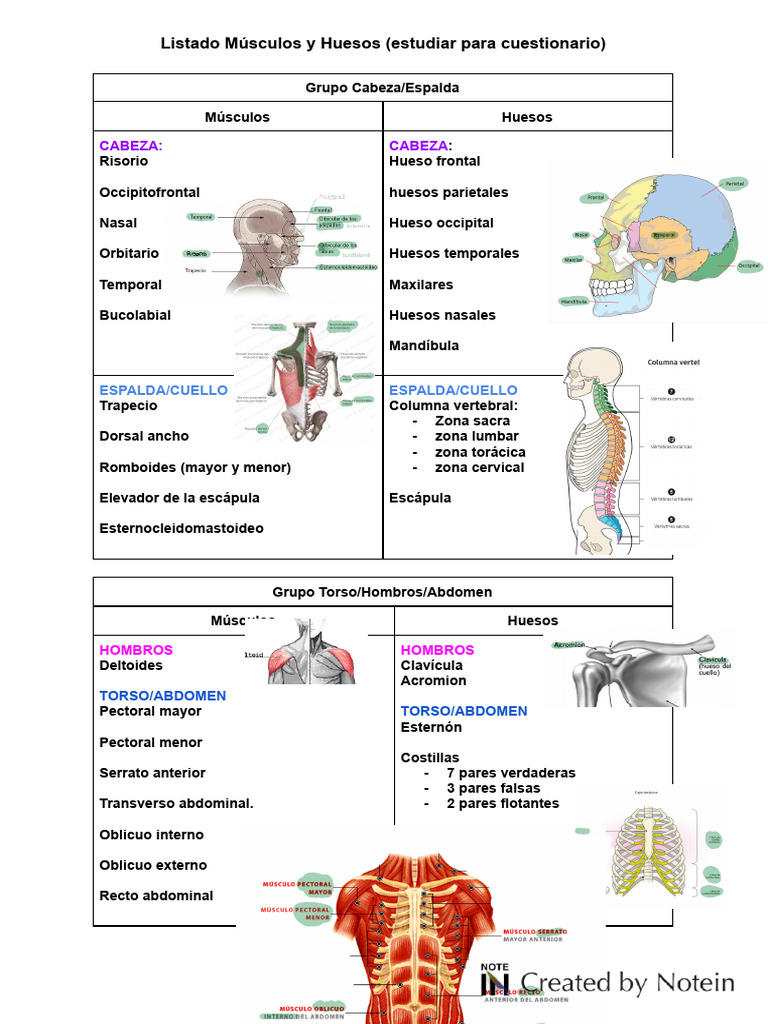 Músculos y Huesos: Guía de Estudio | PDF | Extremidades (anatomía ...