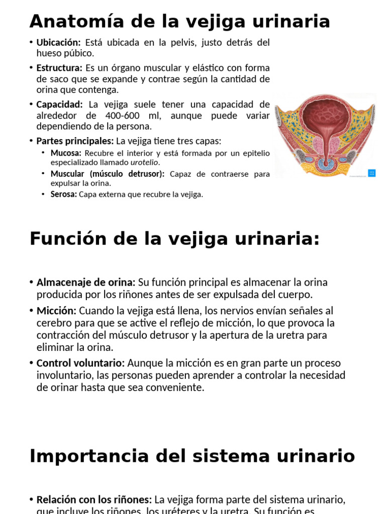 Anatomía de La Vejiga Urinaria | PDF | Sistema urinario | Urología