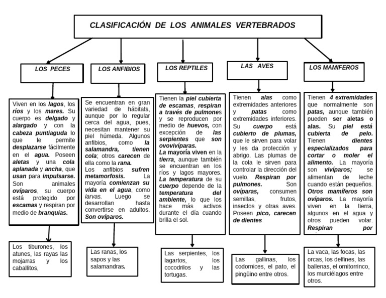 Clasificación de Los Animales Vertebrados | PDF | Anfibio | Ala