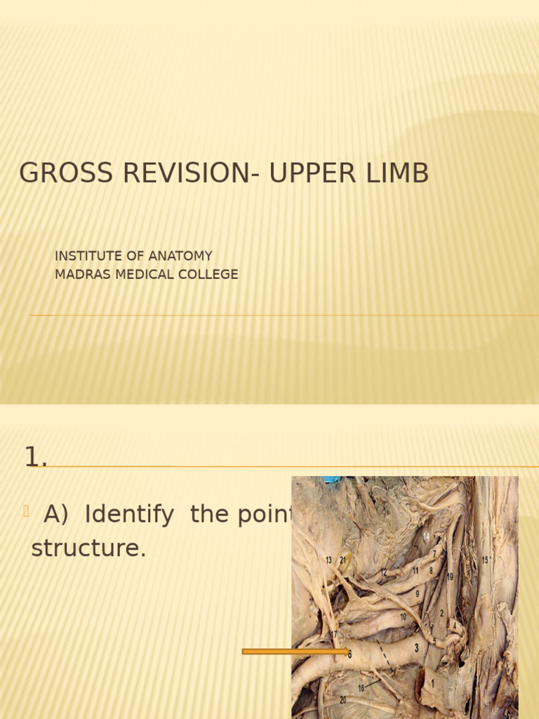 Upper Limb Anatomy Overview | PDF | Elbow | Limbs (Anatomy)
