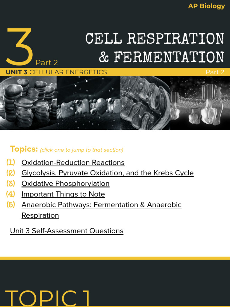 AP Unit 3-Part 2 Cellular Respiration & Fermentation | PDF | Cellular Respiration | Adenosine ...
