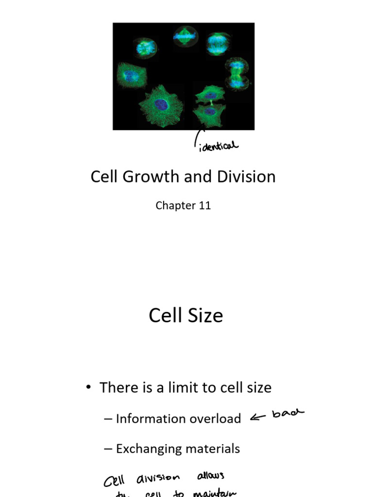 Biology CP CH 11 Cell Growth and Division | PDF | Meiosis | Chromosome