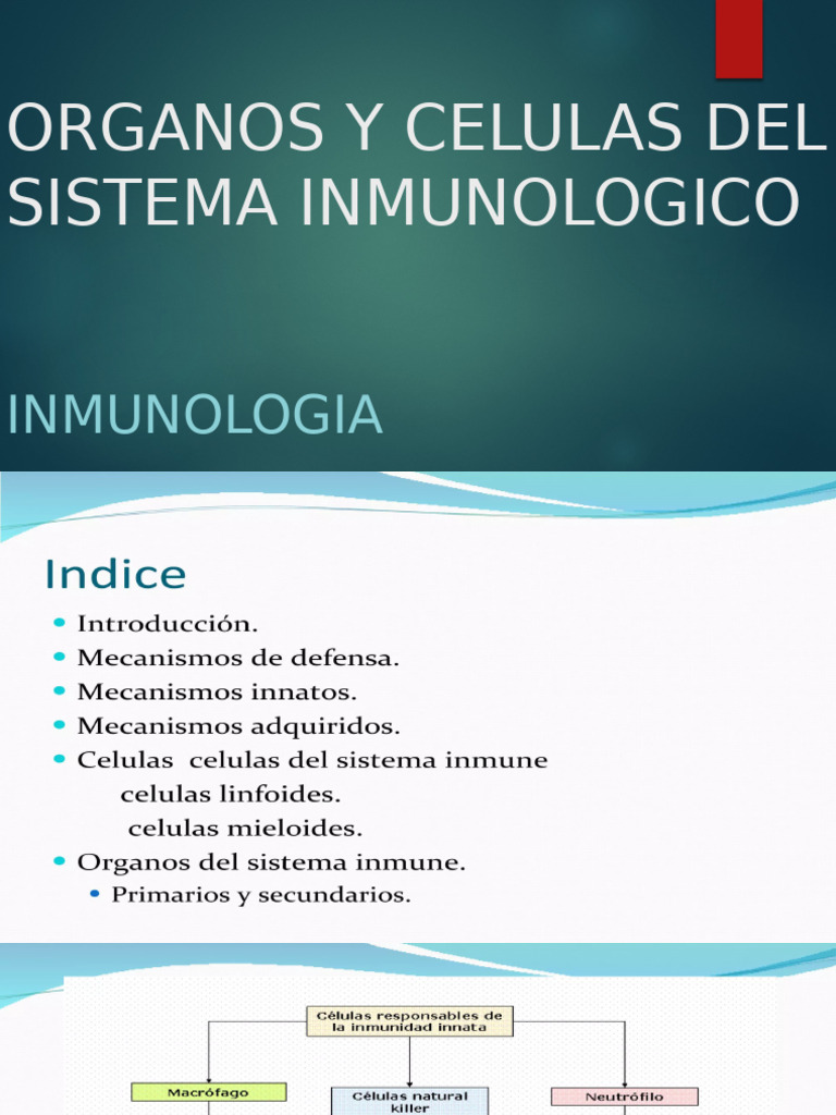Organos y Sistemas Del Sistema Inmune | PDF | Sistema inmune | Linfocitos