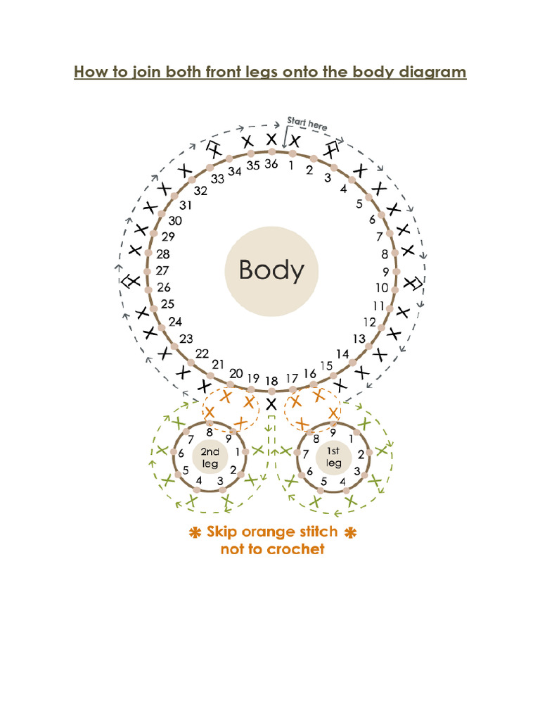 How To Join Both Front Legs To The Body Diagram | PDF