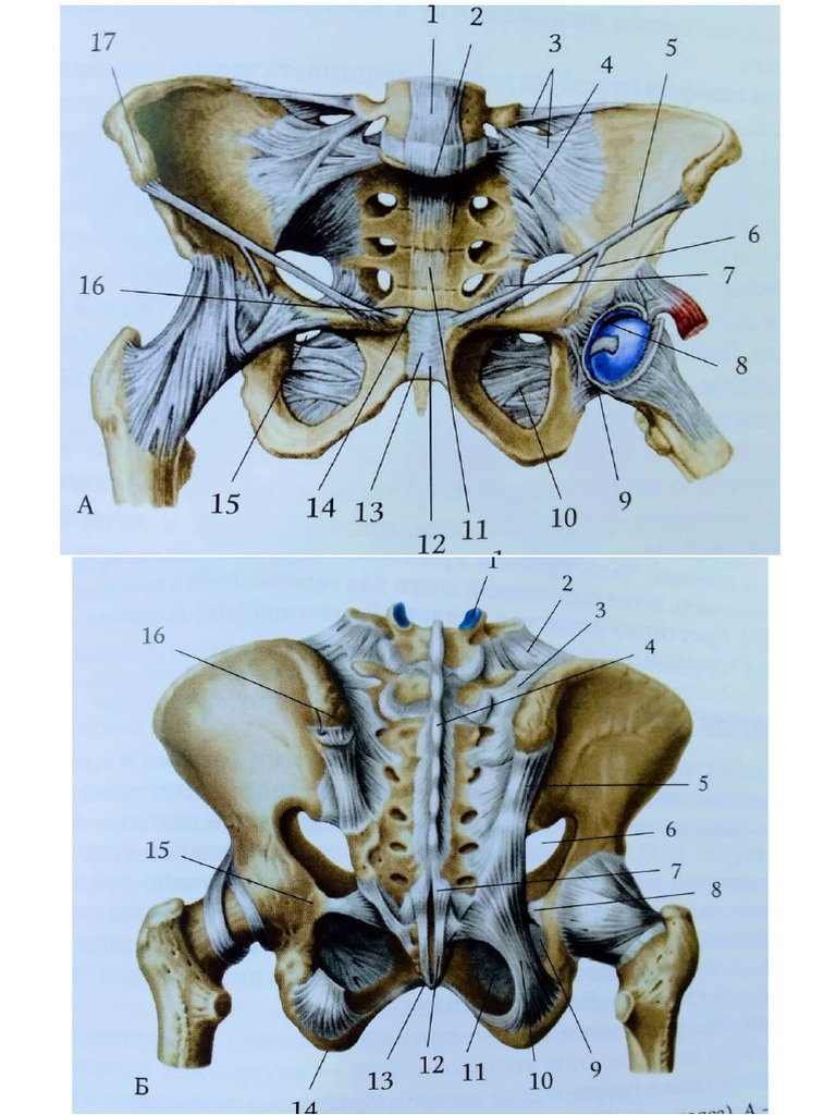 Mushaklar Rasmlari | PDF