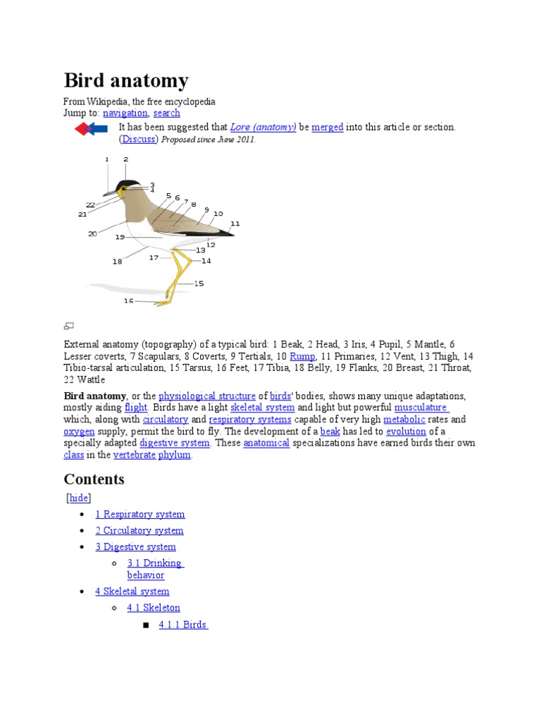 Bird Anatomy: From Wikipedia, The Free Encyclopedia | PDF | Lung ...