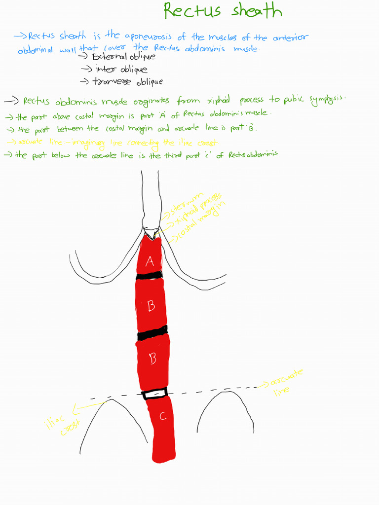 Rectus sheath_250129_185712 | PDF