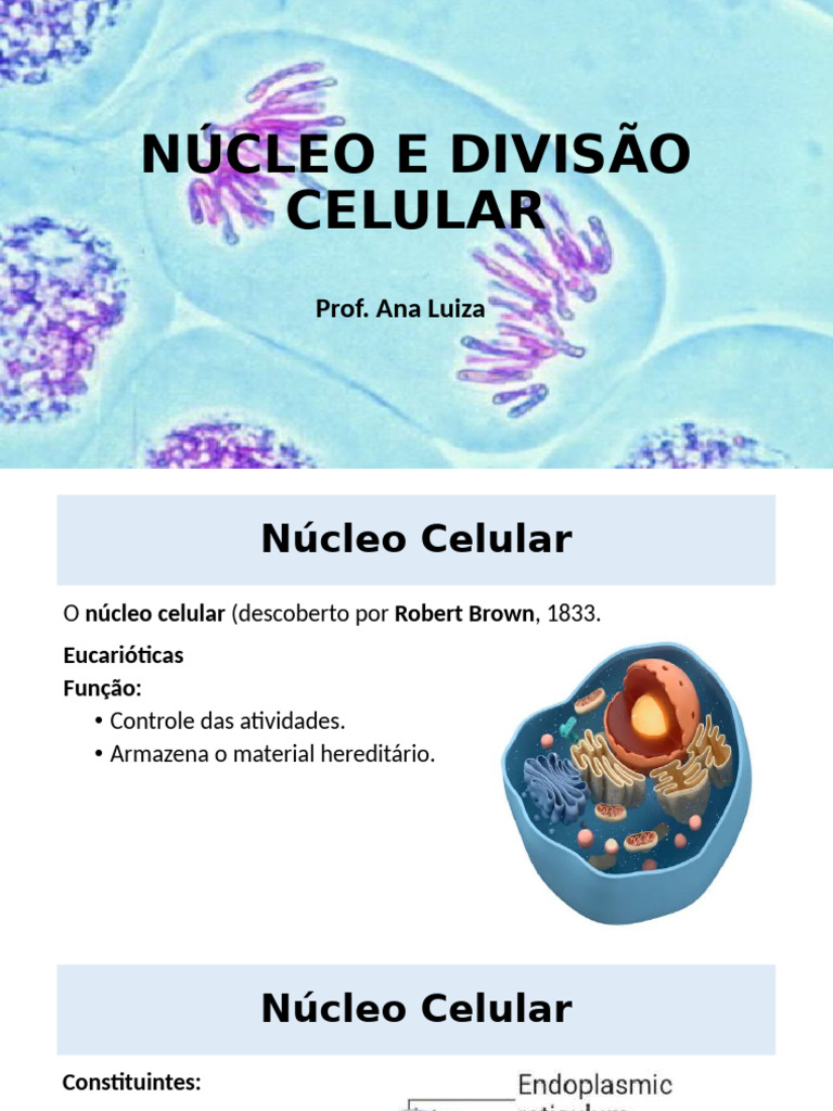 Aula - Núcleo e Divisão Celular | PDF | Mitose | Célula (Biologia)