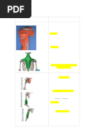 Cíngulo Do Membro Superior | PDF | Membros (anatomia) | Anatomia humana