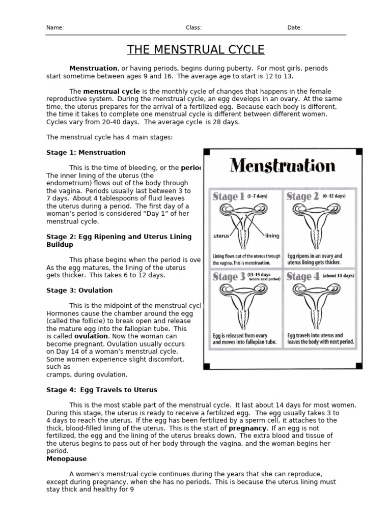 Heredity CH 6 Menstrual Cycle Worksheet | PDF | Menstrual Cycle | Uterus