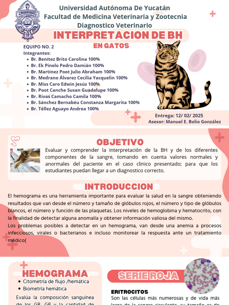 Interpretación de Hemograma en Gatos | PDF | Sangre | Glóbulo rojo