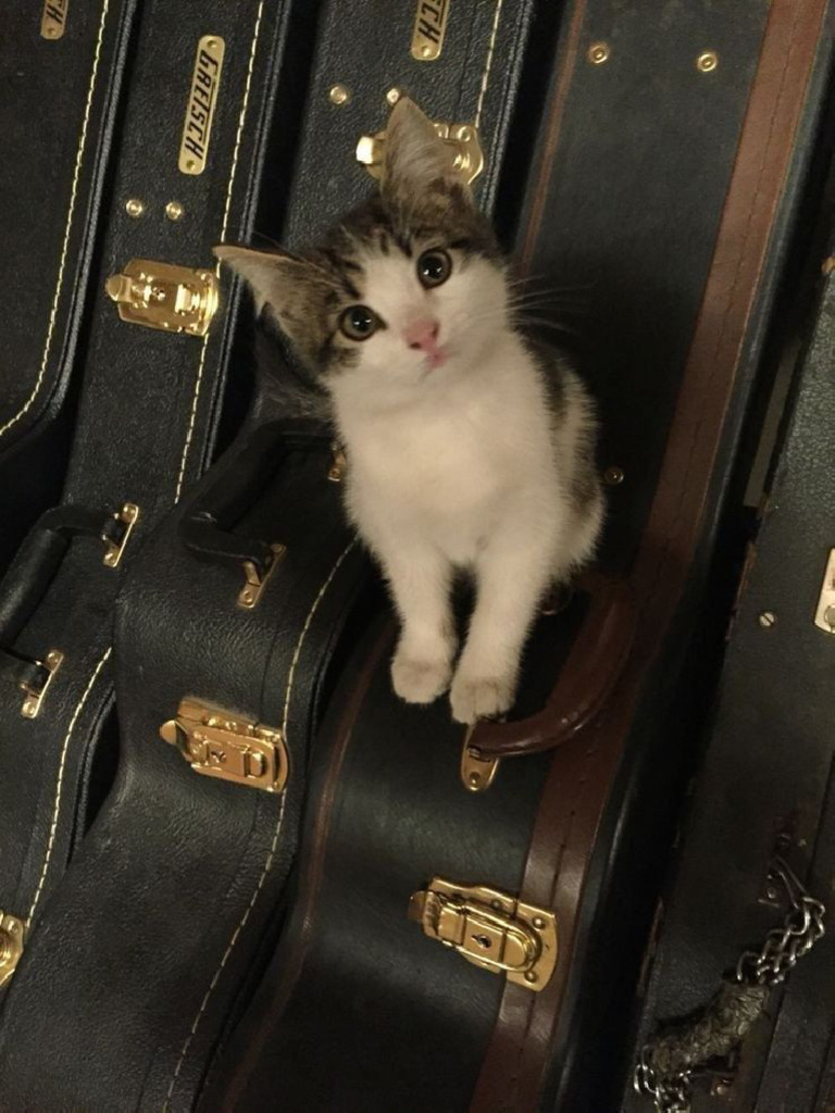 Cat Interested | PDF