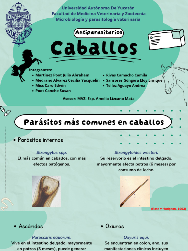 Antiparasitarios en Caballos: Guía Completa | PDF | Farmacocinética ...