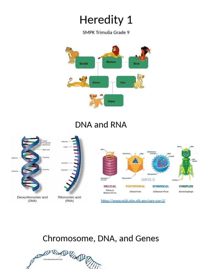 Heredity 1 | PDF | Dominance (Genetics) | Genotype