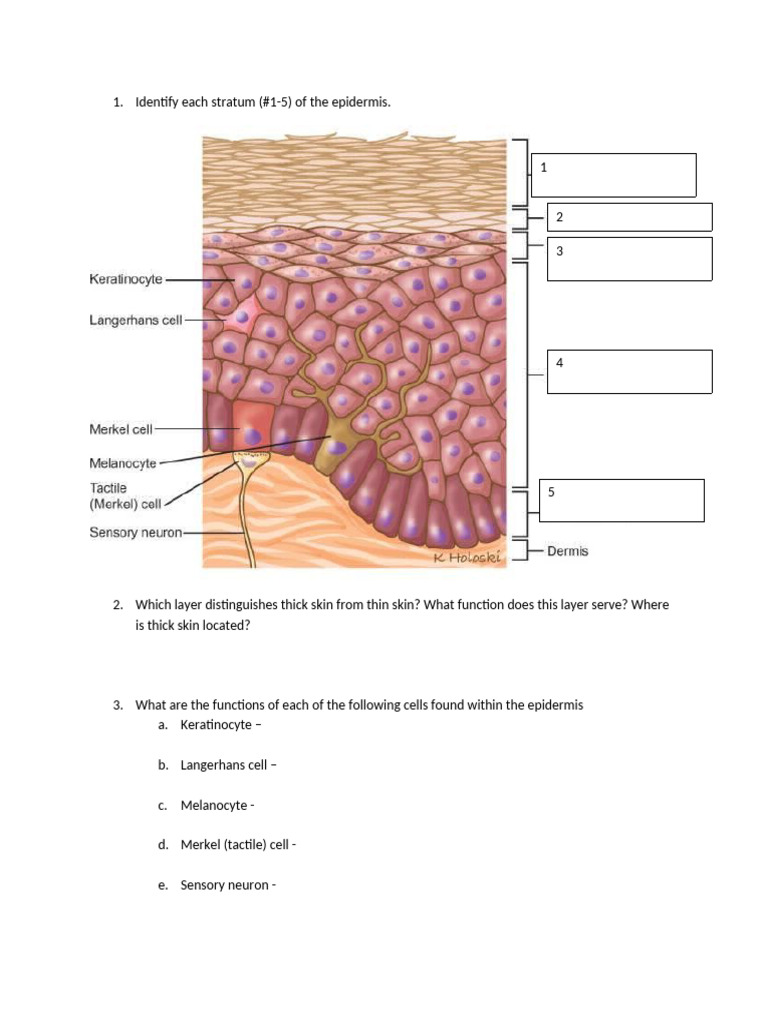 Skin | PDF