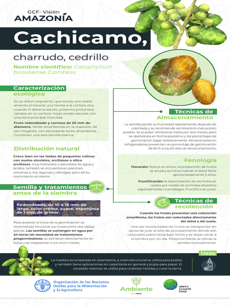 INFOGRAFIA 18 - Cachicamo | PDF | Semilla | Arboles