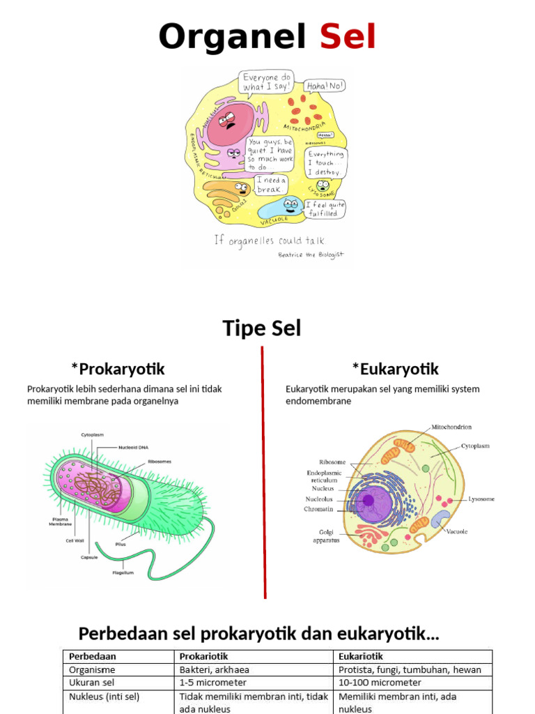 Organel Sel (Hewan dan Tumbuhan) | PDF