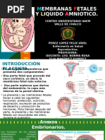 Cotiledones en la placenta y su función | PDF | Placenta | Parto
