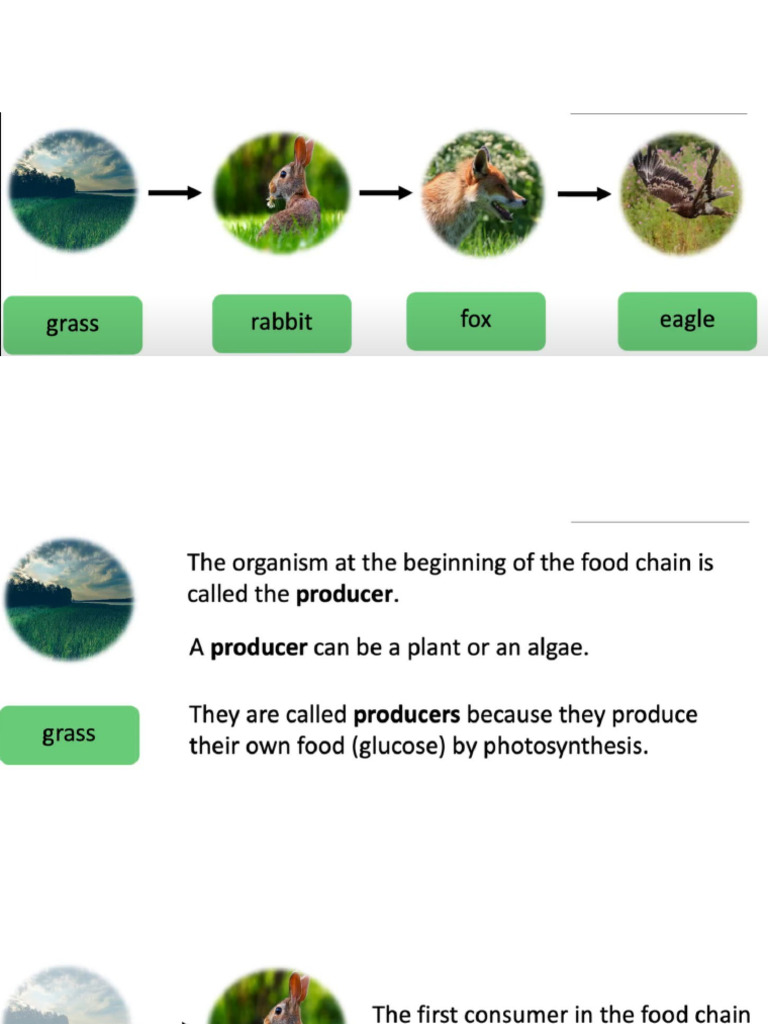 Food Chain, Food Web and Worksheet | PDF