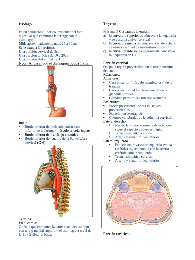 Esófago | PDF | Abdomen | Esófago