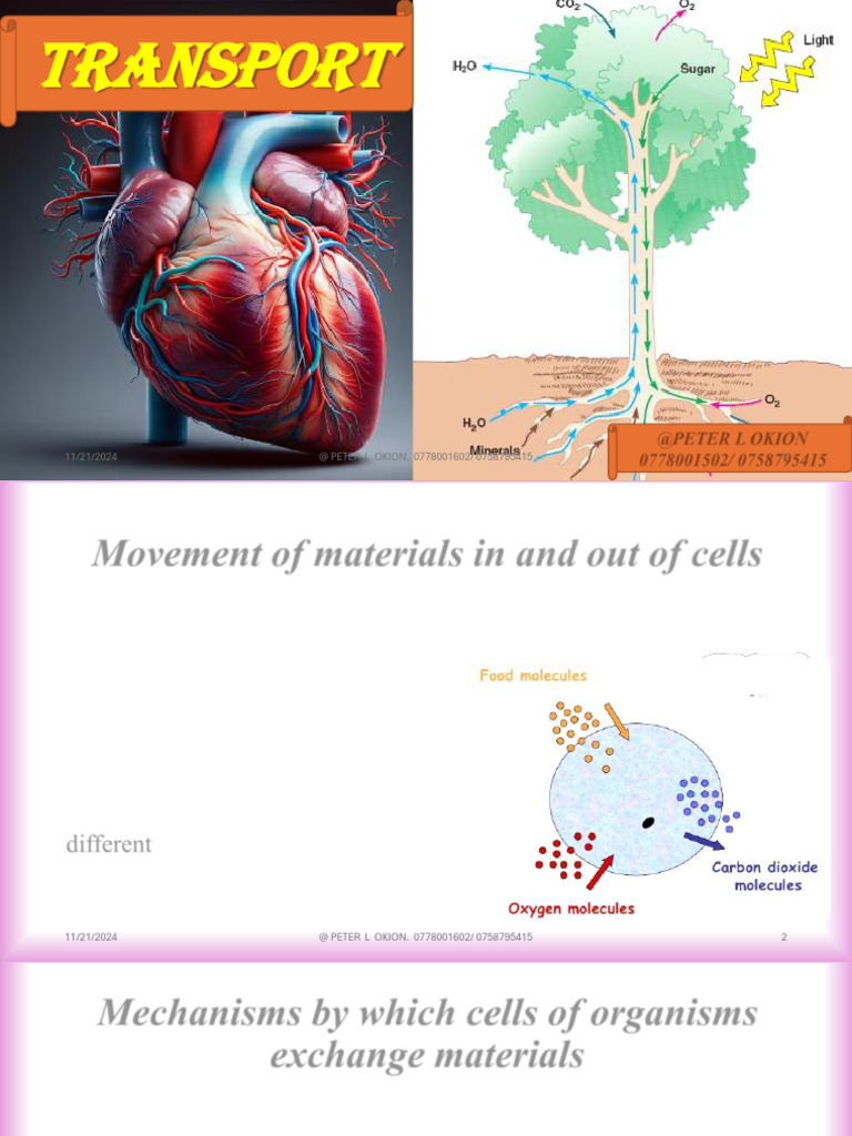 s2 Transport by TR Okion-1 | PDF | Ventricle (Heart) | Atrium (Heart)