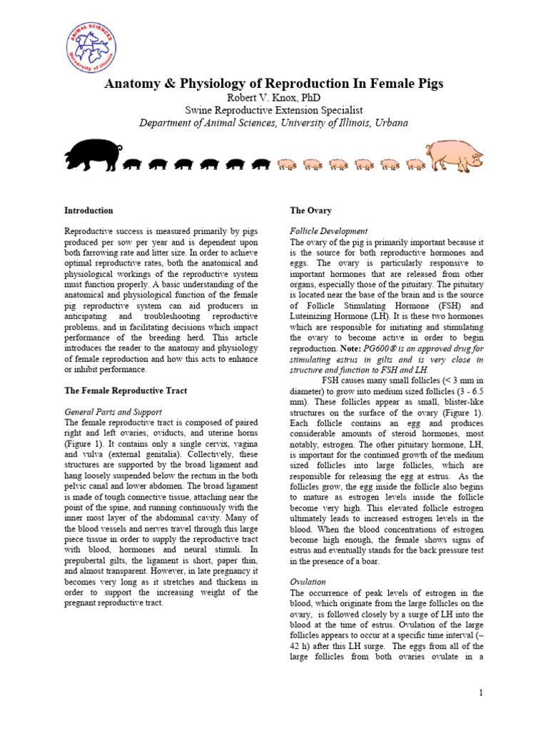 Anatomy Physiology of Reproduction in Female Pigs | PDF | Ovary ...