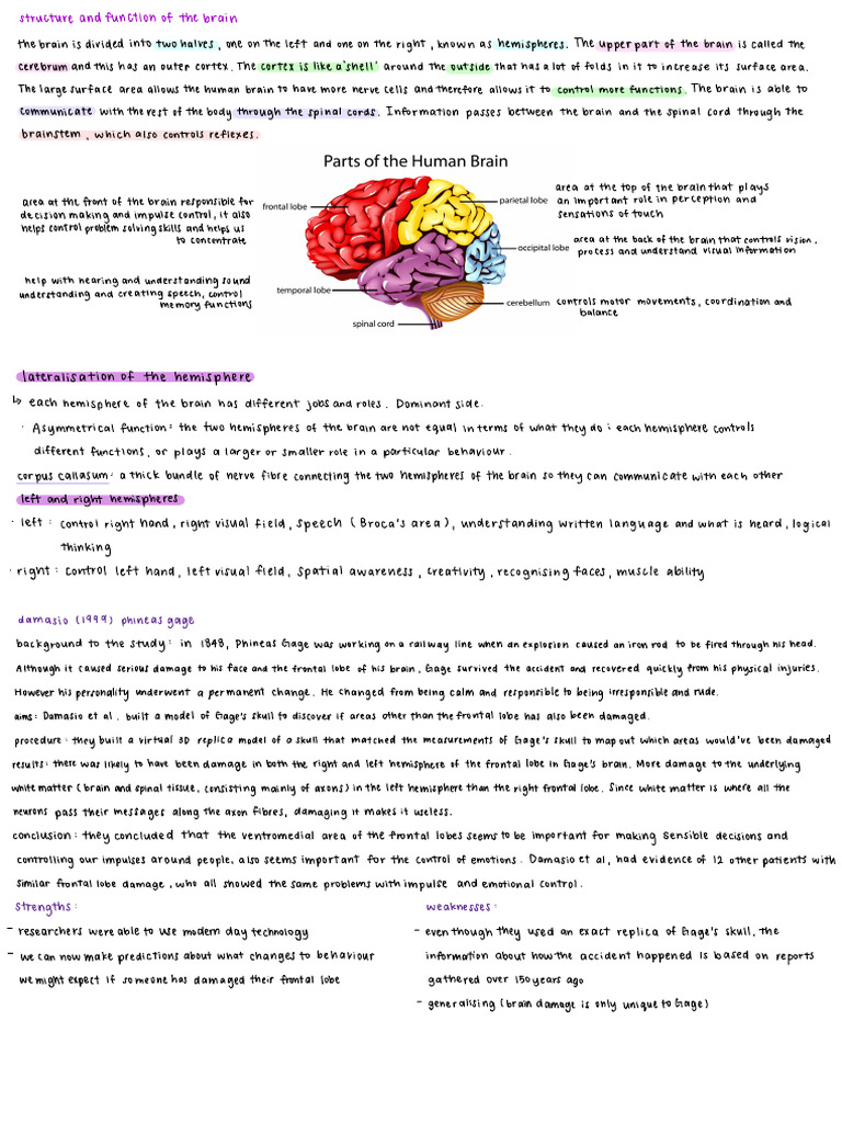 Brain Structure and Function Overview | PDF | Neuropsychology | Brain