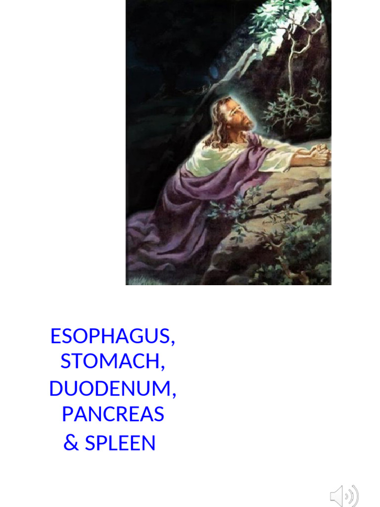 Esophagus, Stomach, Duodenum, Pancreas - Spleen | PDF | Stomach | Pancreas