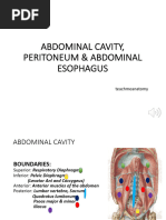 Special Regions of the Peritoneal Cavity | PDF | Peritoneum ...